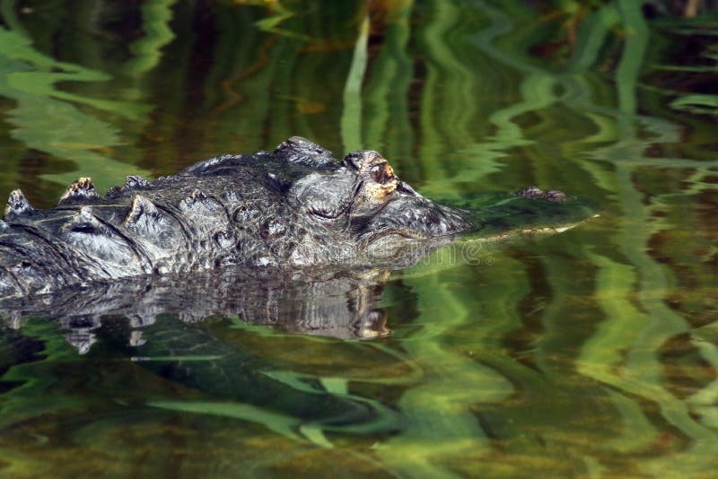 Alligator stock photo. Image of face, green, rest, crocodile - 75691976