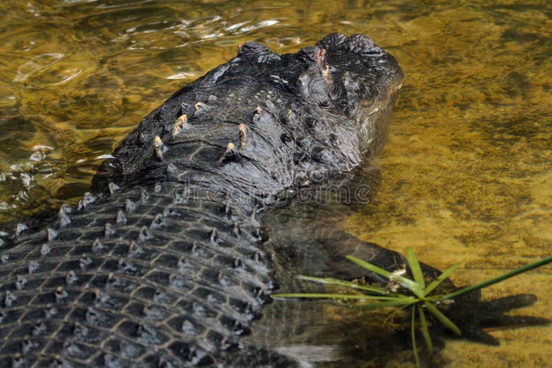 Alligator stock image. Image of crocodile, face, fangs - 75023467