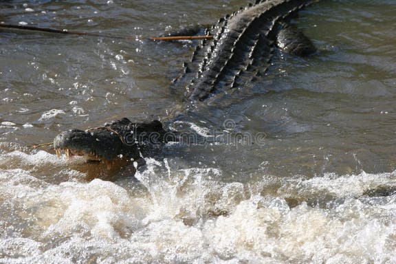 Alligator attack stock photo. Image of deadly, defending - 4375596