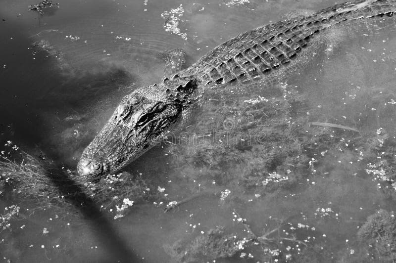 Alligator attack! stock image. Image of swamp, tour, louisiana - 42636539