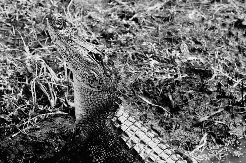 Alligator attack! stock photo. Image of wildlife, swamp - 42636542