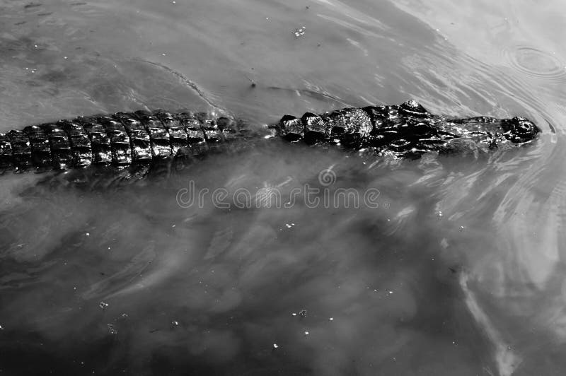 Alligator attack! stock image. Image of tour, atmosphere - 42636567