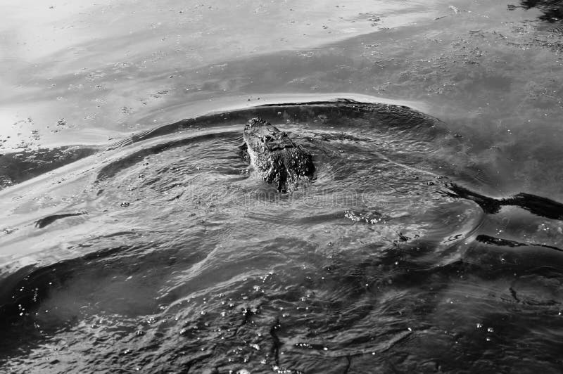 Alligator attack! stock photo. Image of monochrome, swamp - 42636576