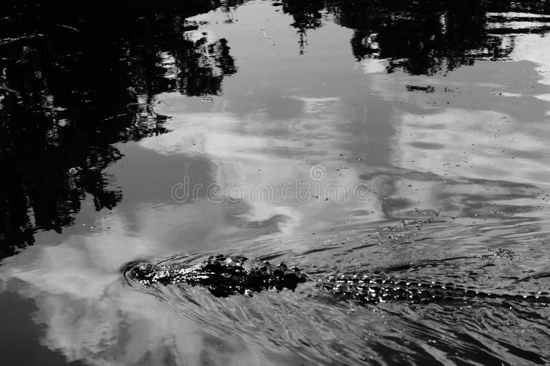 Alligator attack! stock photo. Image of watercourse, bank - 42636578