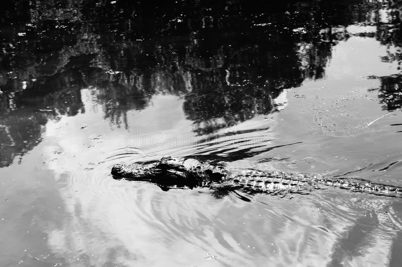 Alligator attack! stock image. Image of river, fishing - 42636581