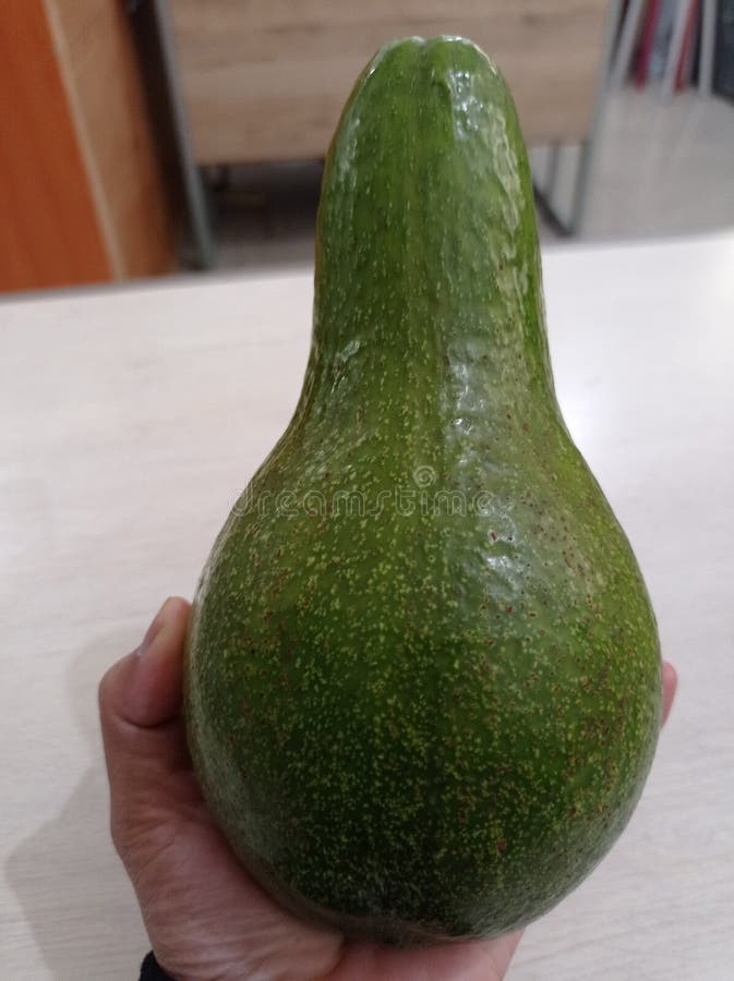 Alligator avocado stock photo. Image of alligator, healthy - 261892106