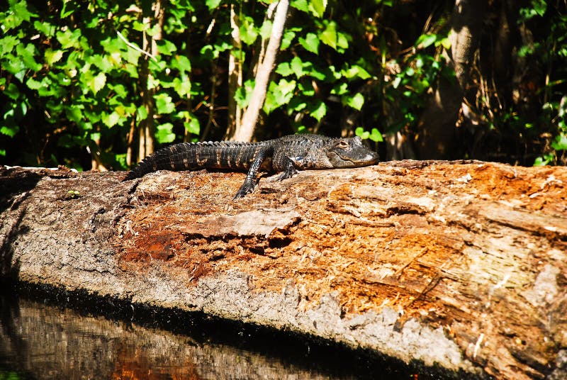 Alligator Baby by the Run Spring Riveride in Kelly Park Florida Stock ...