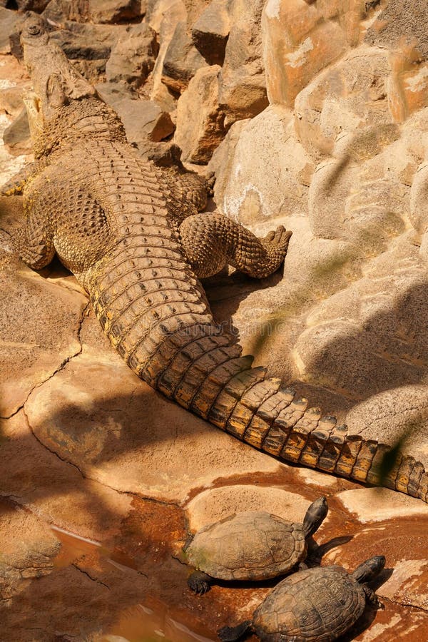 The Alligator Basks on the Rocks. Crocodile on the Sun Stock Photo ...