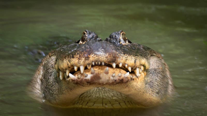 Alligator Bellowing stock image. Image of angry, north - 159298629