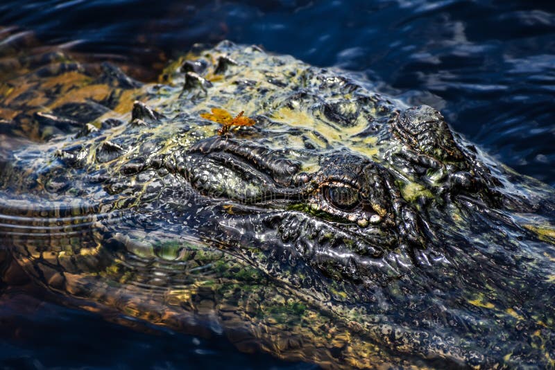 Alligator in Bug Cypress National Preserve Stock Photo - Image of ...