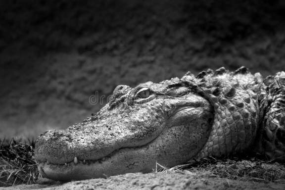 Alligator chillin stock image. Image of animal, crocodile - 8138927