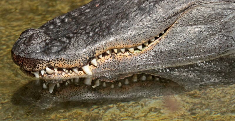 2,893 Gator Teeth Photos - Free & Royalty-Free Stock Photos from Dreamstime