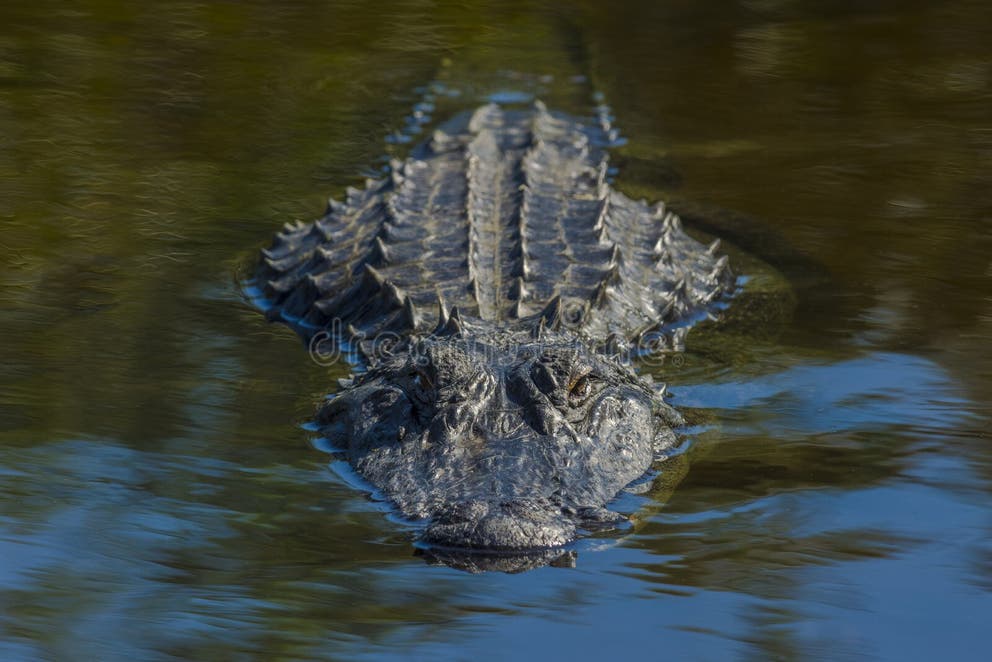 Alligator stock photo. Image of predator, wild, alligator - 95399886