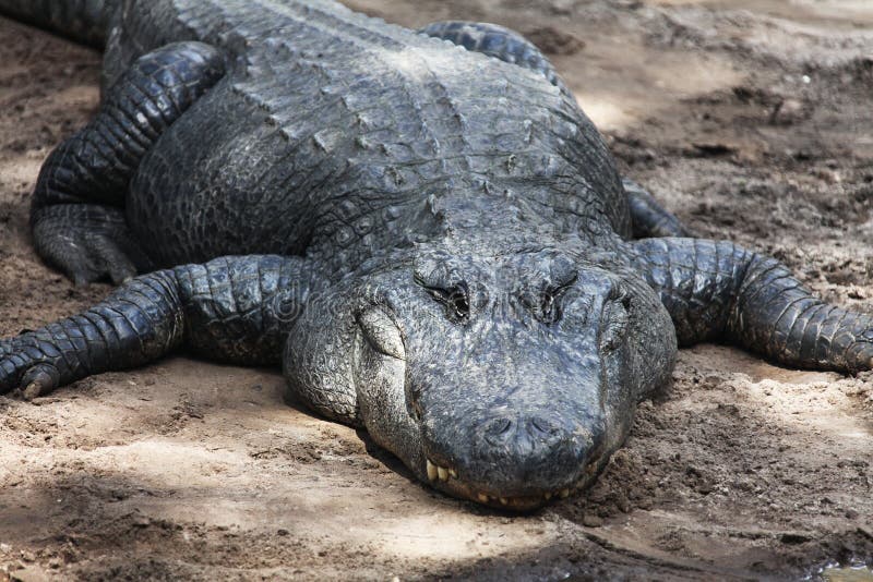 Alligator stock photo. Image of marshy, outdoor, outside - 54944096