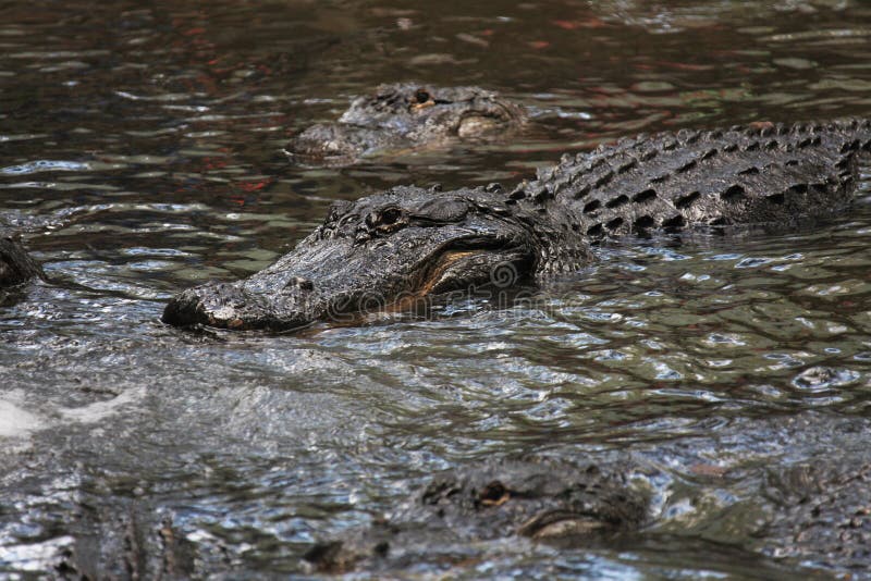 Alligator stock image. Image of fang, close, crawling - 54944573