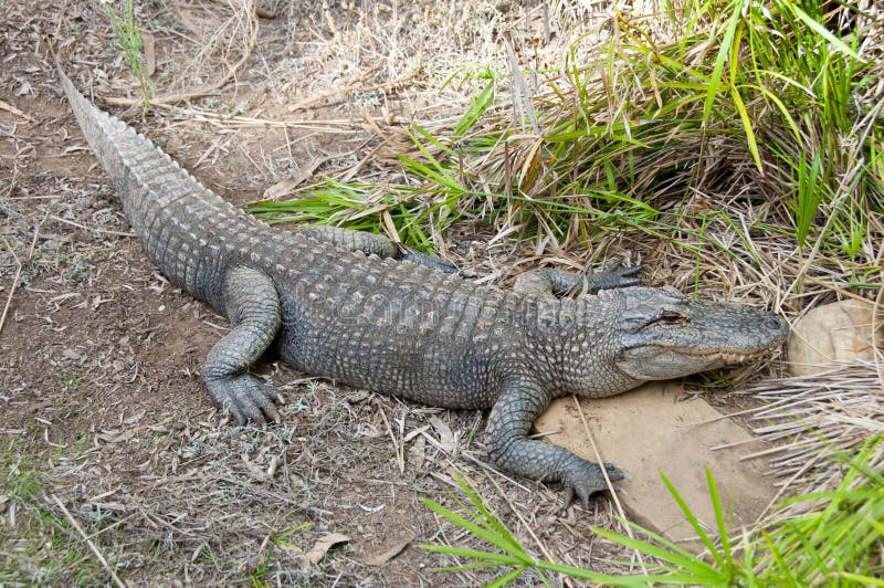 Alligator stock photo. Image of australia, natural, toothed - 250183272