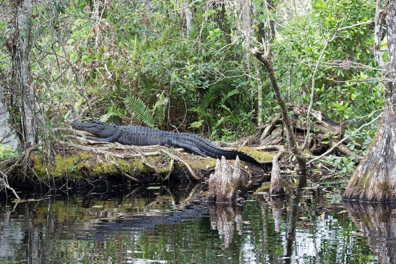 Alligator in Corkscrew Swamp Stock Photo - Image of chameleon, color ...