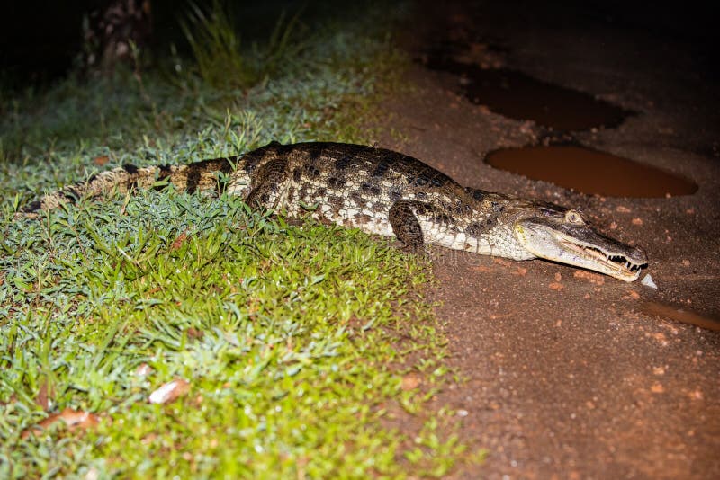 Alligator Crawling on the Ground during Nighttime Stock Image - Image ...