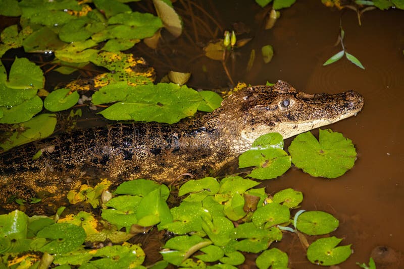 Alligator Crawling on the Ground during Nighttime Stock Photo - Image ...