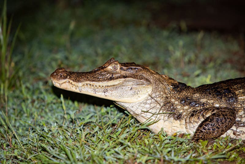 Alligator Crawling on the Ground during Nighttime Stock Image - Image ...