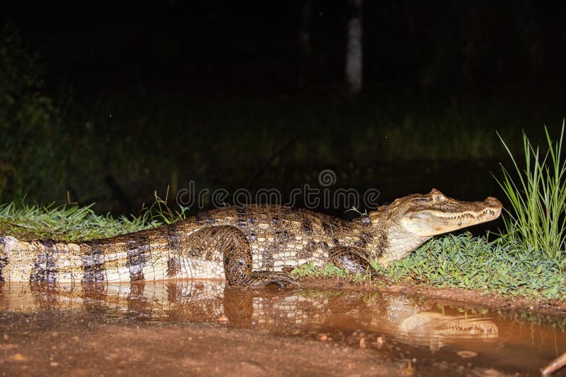 Alligator Crawling on the Ground during Nighttime Stock Photo - Image ...