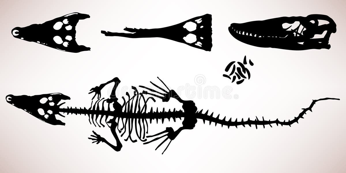 Crocodile Anatomy Stock Illustrations – 482 Crocodile Anatomy Stock ...