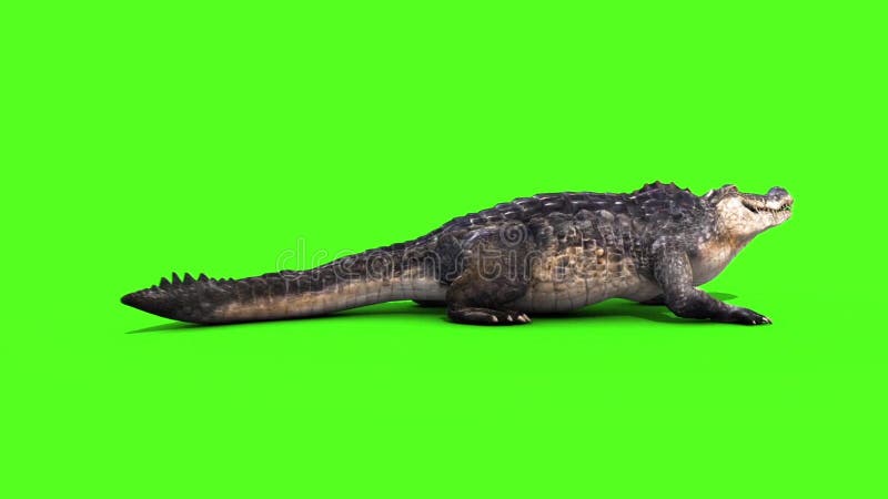 Crocodile Runcycle Loop Side Green Screen 3D Rendering Animation Stock ... Crocodile Runcycle Loop Side Green Screen 3D Rendering Animation Stock ...
