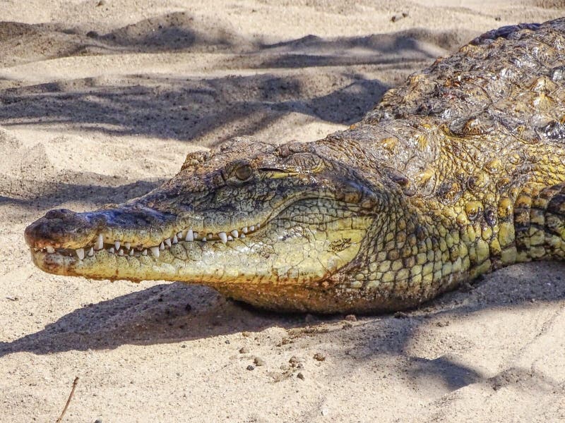 Alligator Crocodile Shows Teeth Stock Photo - Image of tortoise ...