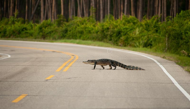 Alligator crossing road stock image. Image of street - 14846005