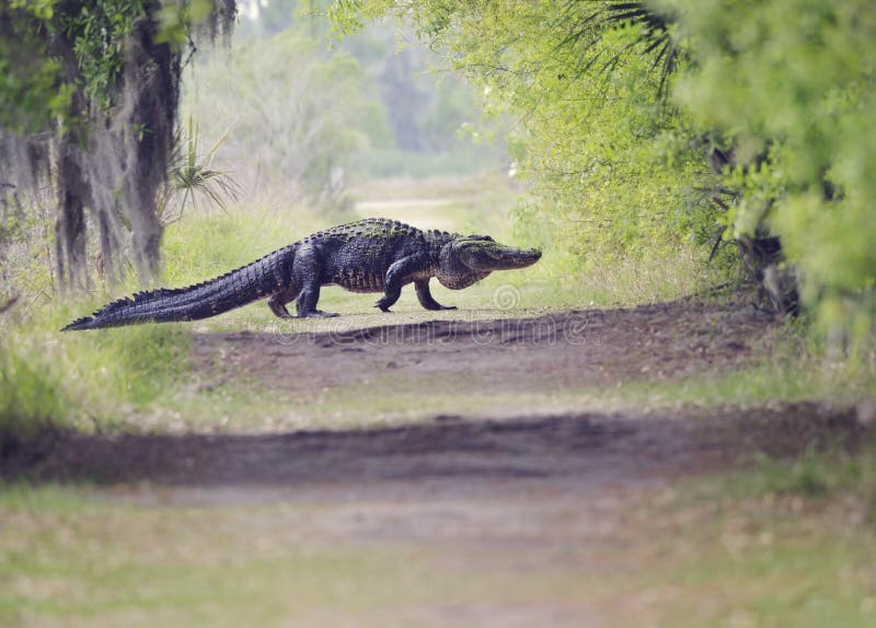 Alligator Florida Crossing Road Stock Photos - Free & Royalty-Free ...