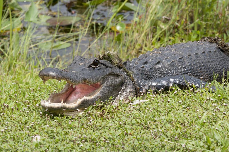 Alligator De Miami, Etats-Unis Image stock - Image du aquatique, grand ...