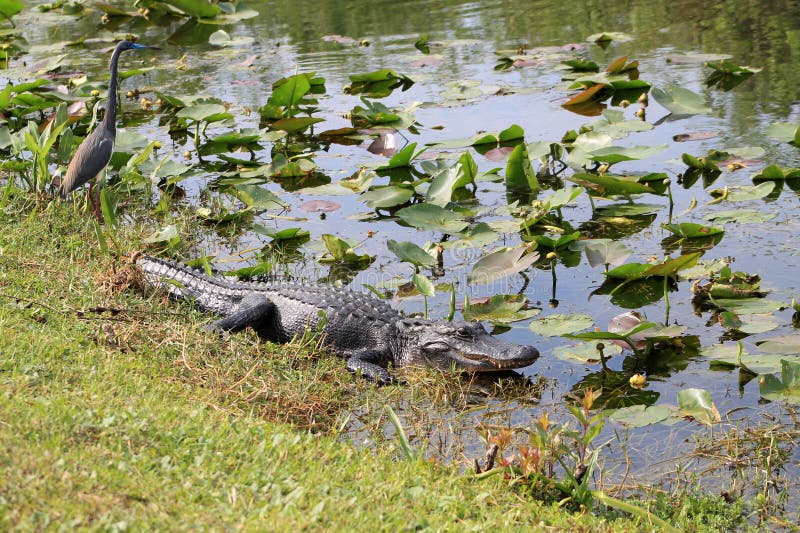 Alligator in Den Sumpfgebieten 3 Stockbild - Bild von tier, gras: 39456699
