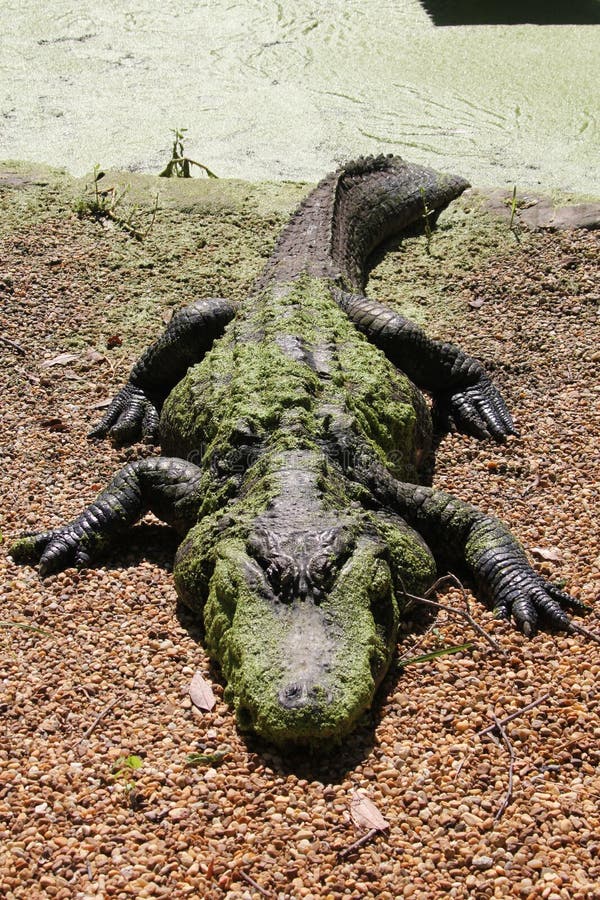 798 Alligator Scales Detail Photos - Free & Royalty-Free Stock Photos ...