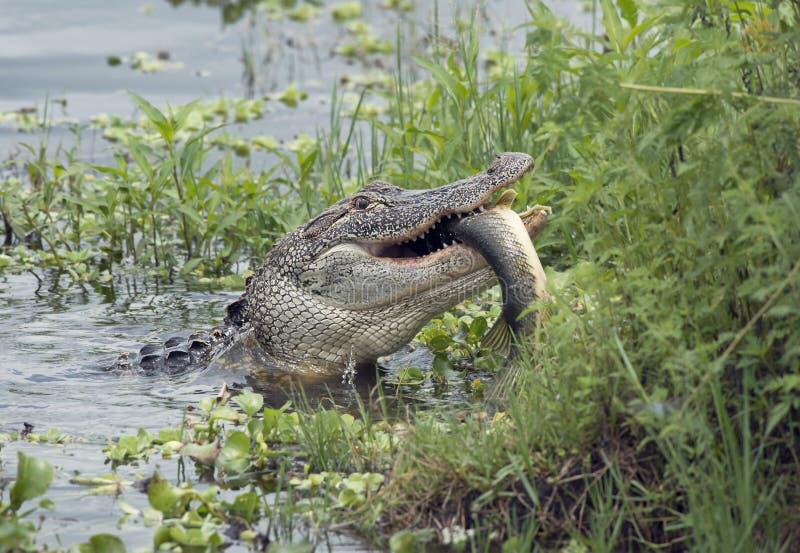 Alligator Die Een Grote Vis Eten Stock Foto - Image of water, roofdier ...