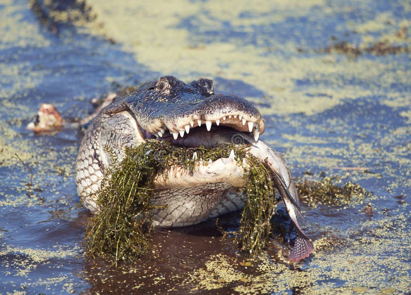 Alligator Die Een Grote Vis Eten Stock Afbeelding - Image of alligator ...