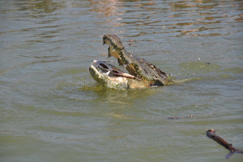 Alligator is eating a fish stock photo. Image of alligator - 39893000