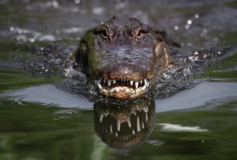 Alligator Eating in the Water Stock Image - Image of fish, animals ...