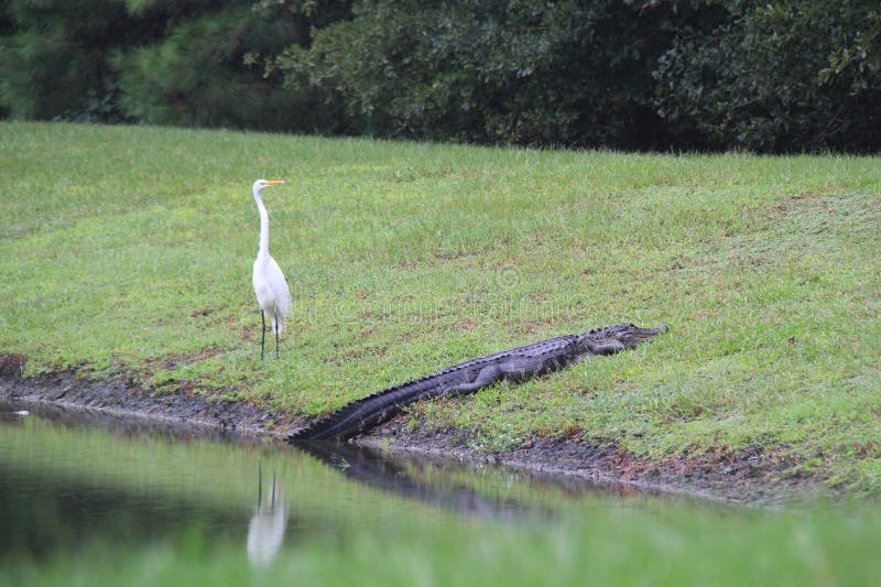 Alligator and Egret stock image. Image of florida, reptile - 309093963