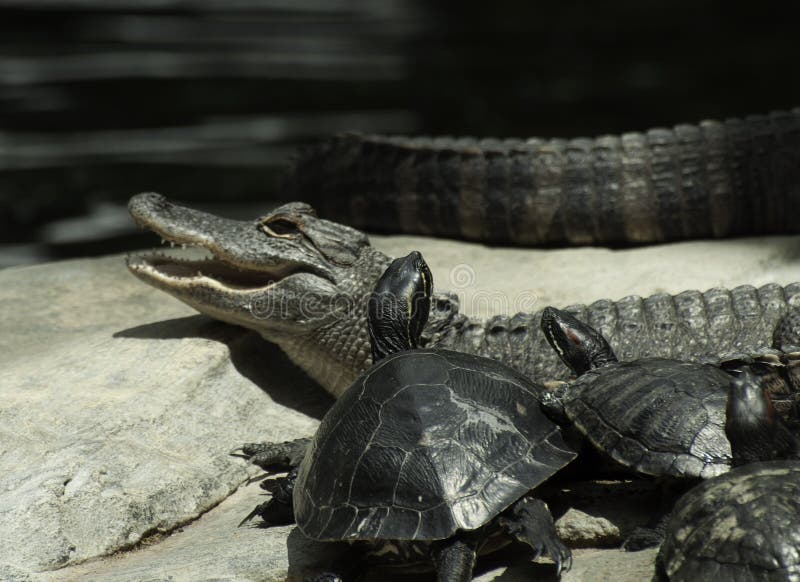 Alligator En Schildpadden Samen Stock Afbeelding - Image of ...