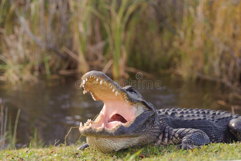 Aggressive alligator stock photo. Image of florida, alligator - 31429052