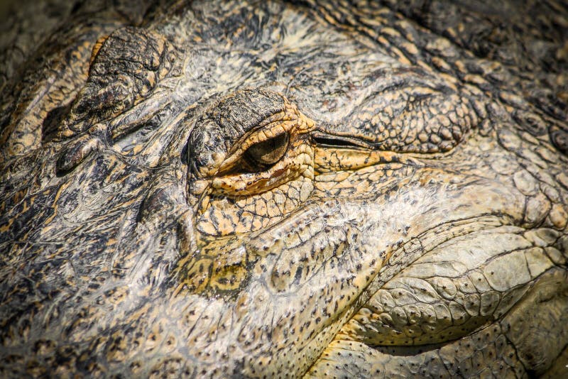 Alligator Eye stock photo. Image of alligator, scaly - 79261422