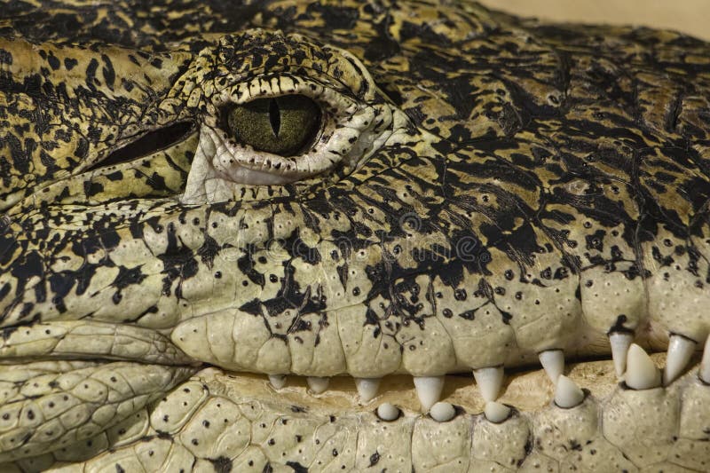 11,576 Alligator Teeth Stock Photos - Free & Royalty-Free Stock Photos ...