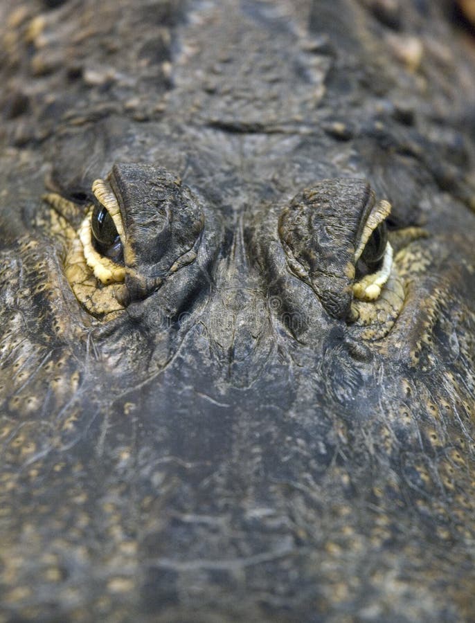 Alligator Eyes stock image. Image of alligator, eyes, nose - 4836223