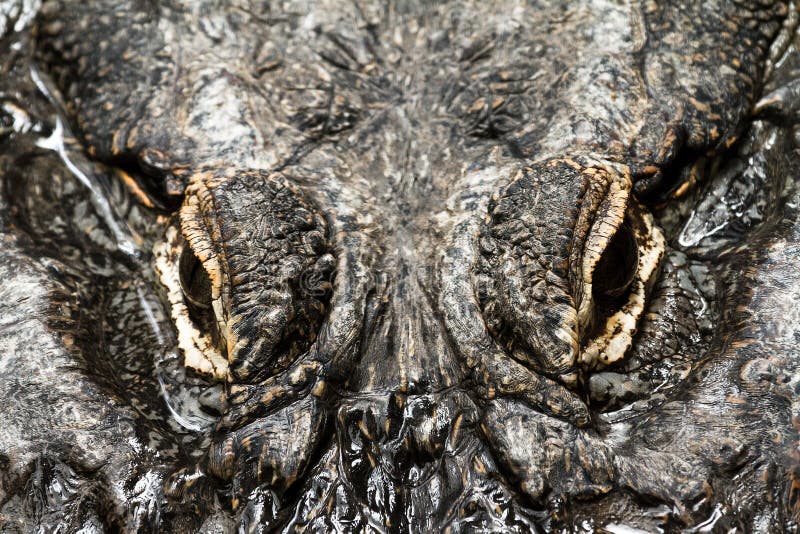 Alligator eyes stock photo. Image of powerful, carnivore - 38691598