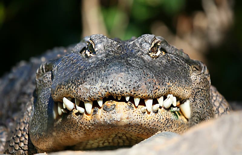 Alligator Face Royalty Free Stock Photo - Image: 4055235