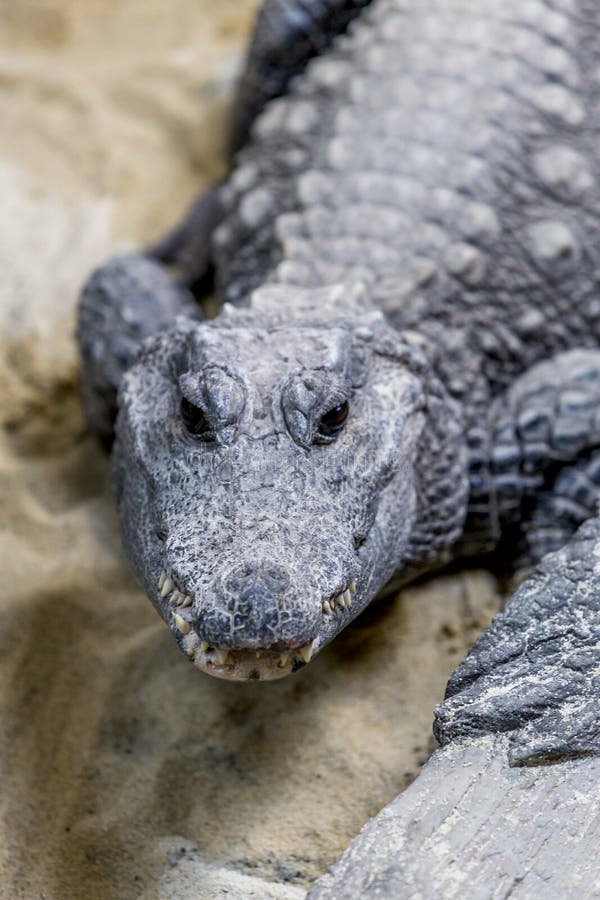 An Alligator s Face stock photo. Image of smile, k10d - 2160650