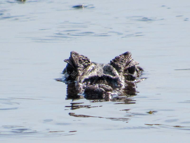 Alligator Facing the Camera Stock Photo - Image of camera, waterfowl ...