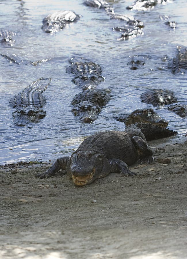 Alligator Feeding Frenzy Stock Image - Image: 4809171