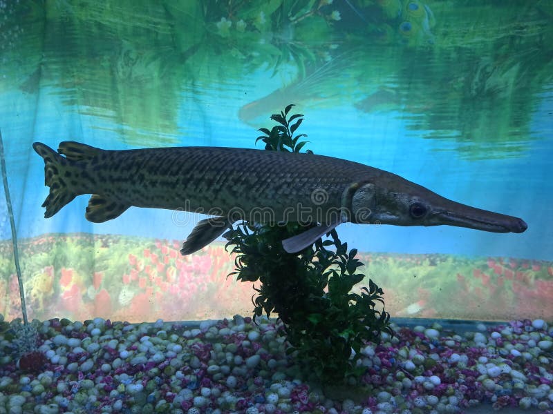 Alligator gar fish stock photo. Image of aquatic, mouth - 138197558