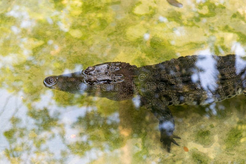 Alligator Floating in a Pond. Stock Image - Image of africa, dangerous ...